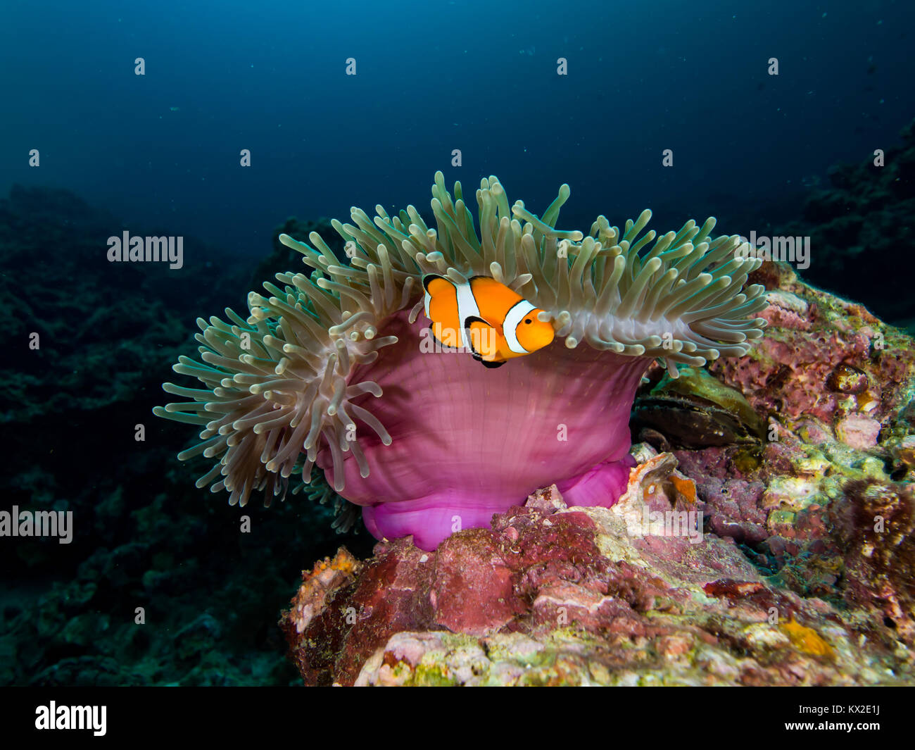 Clownfish in its anemone Stock Photo - Alamy