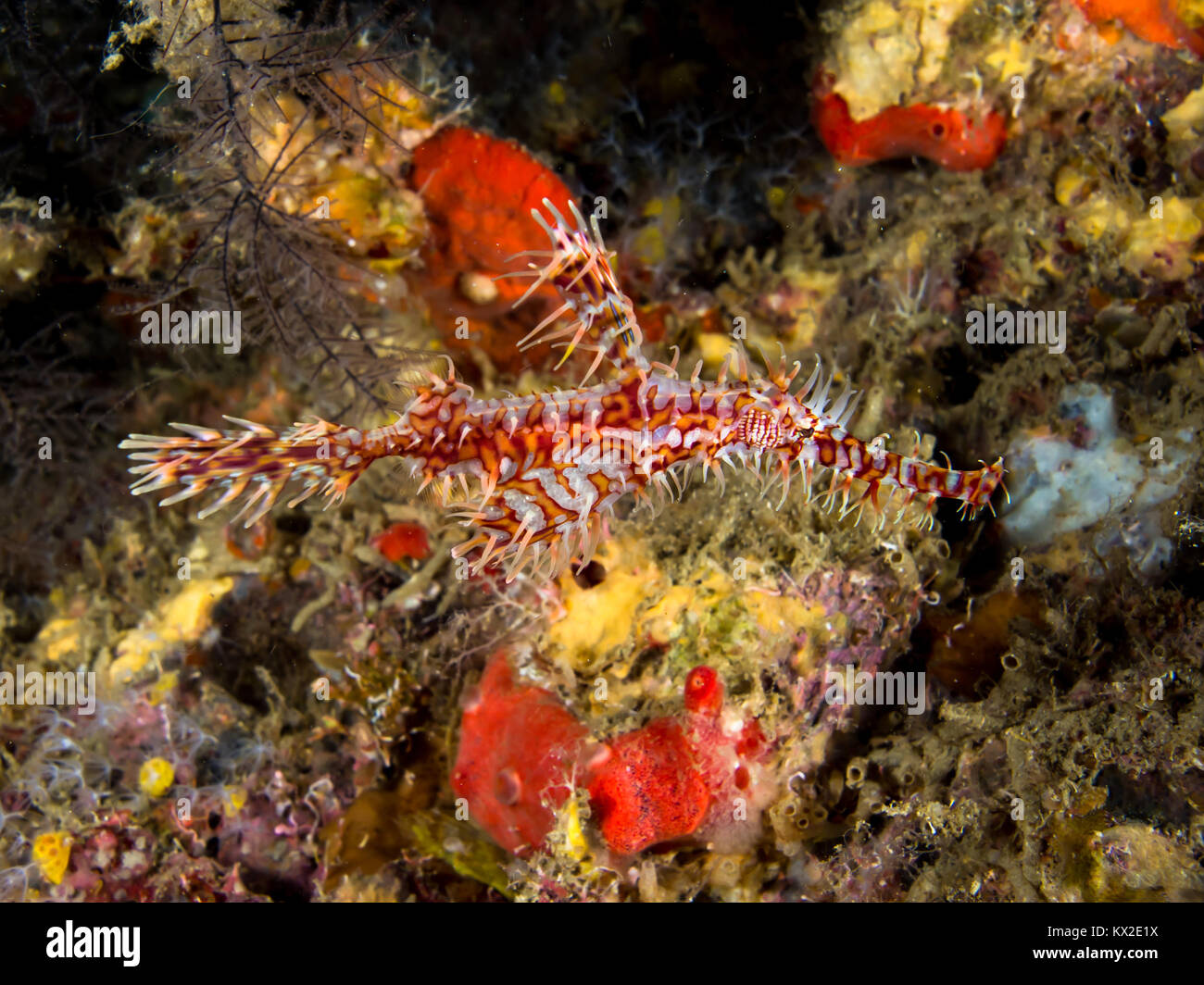 Ghost pipe fish in a cave Stock Photo - Alamy