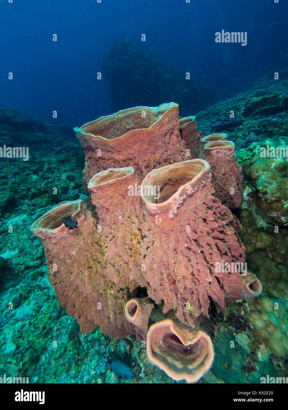 Red barrel sponge xestospongia testudinaria hi-res stock photography ...