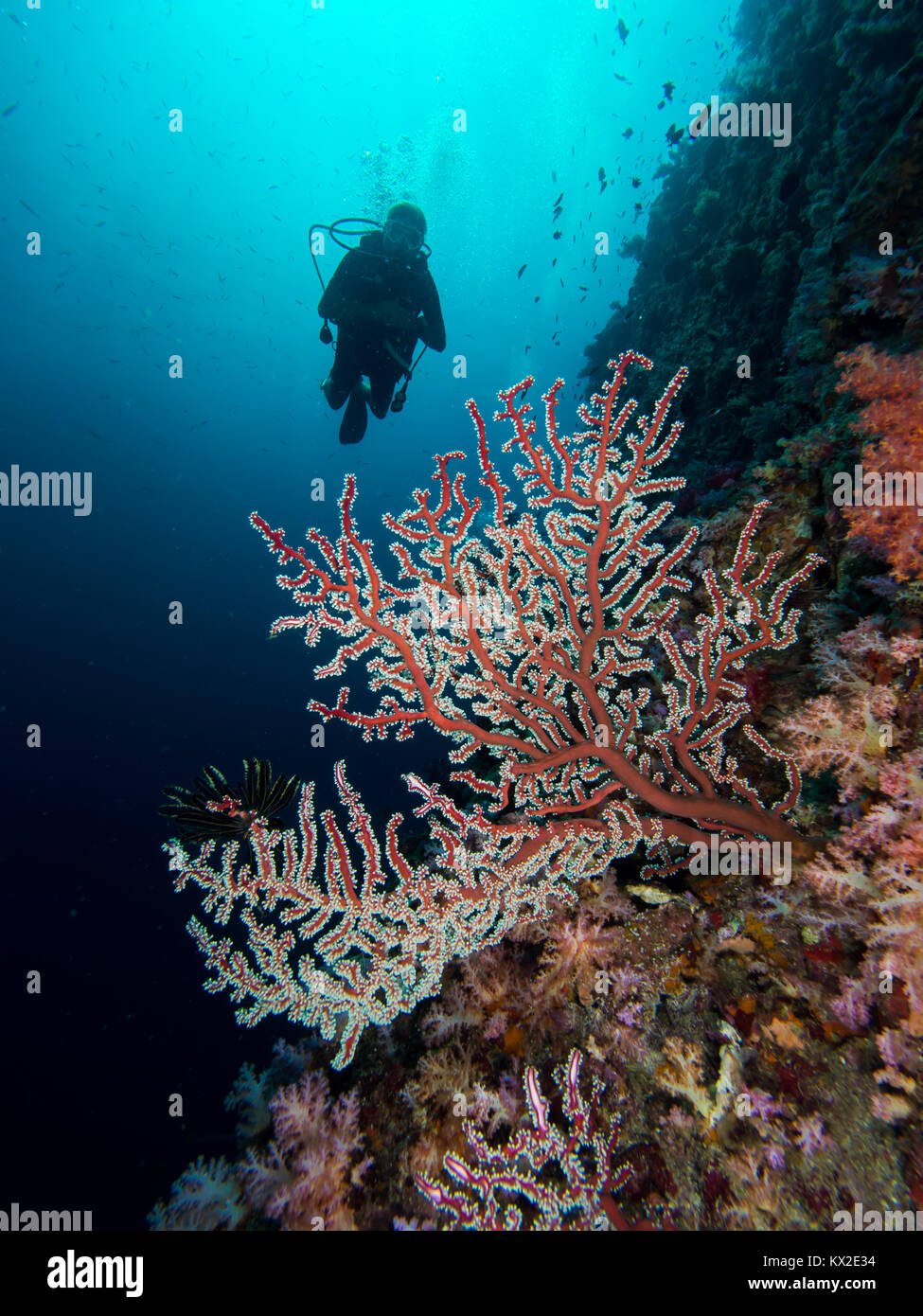 Diver behind a hollow branch gorgonian seafan Stock Photo - Alamy