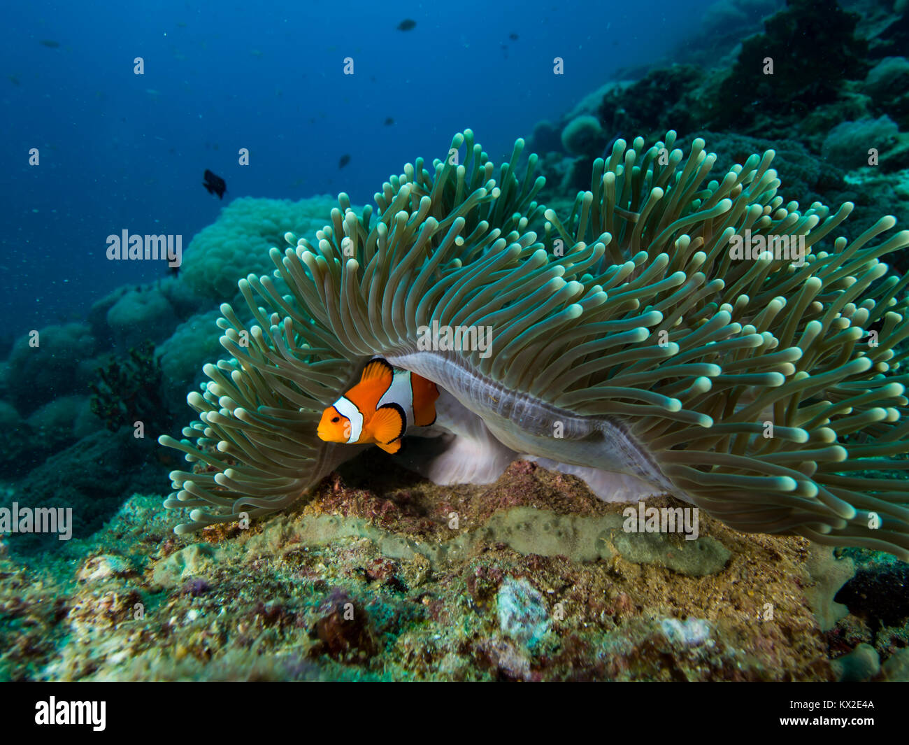 Nemo reef andaman hi-res stock photography and images - Alamy