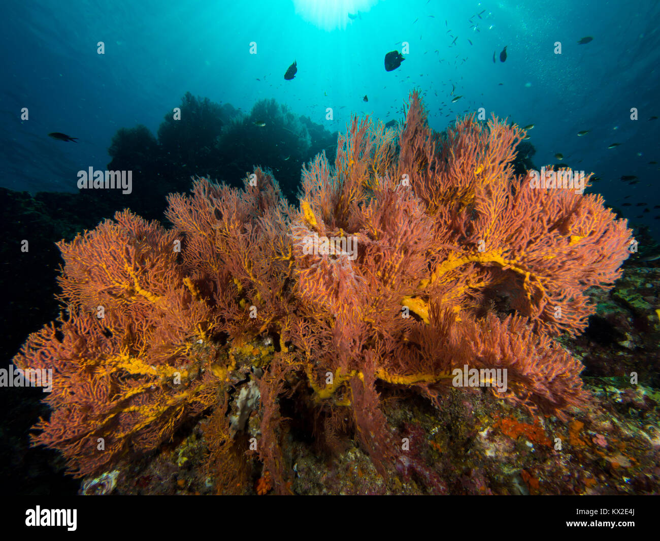 Orange gorgonian sea fan hi-res stock photography and images - Alamy