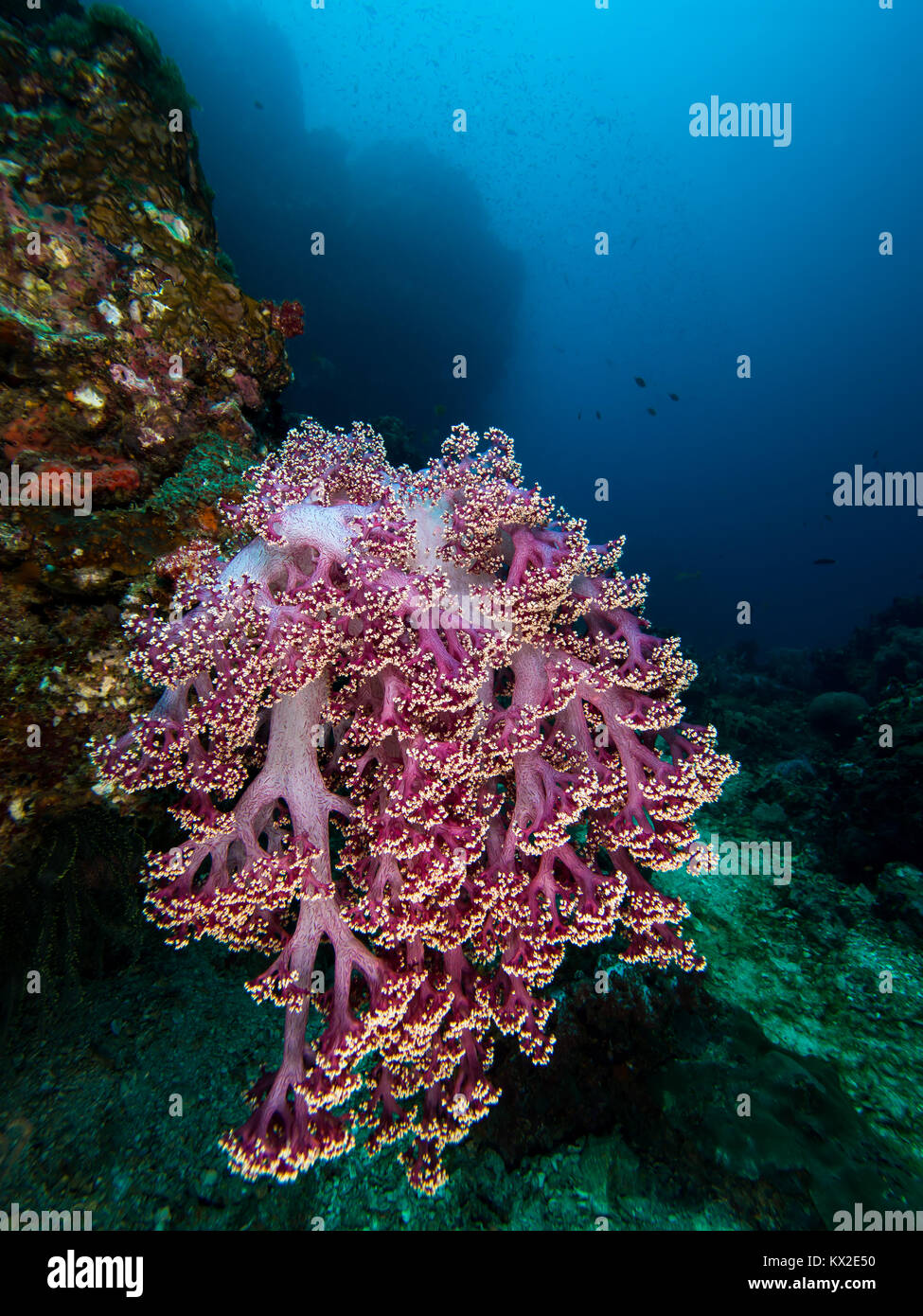 Nephthea coral hi-res stock photography and images - Alamy