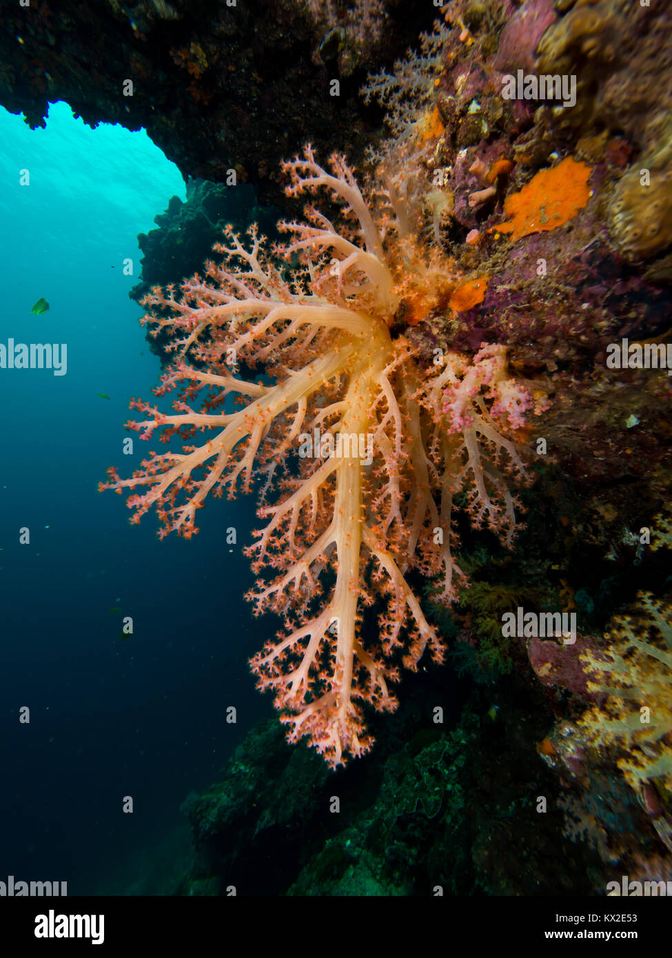 Haning from a wall Stock Photo - Alamy