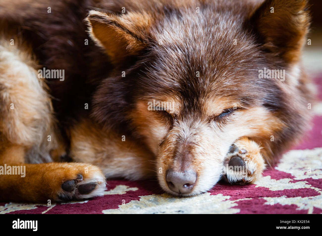 Dog Resting. A dog is seen sleeping Stock Photo - Alamy