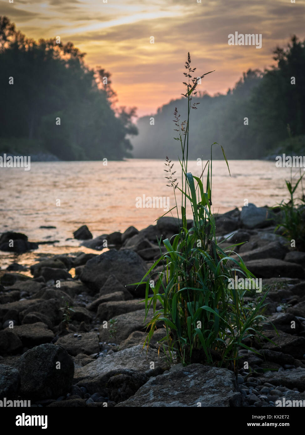 Plant of stream and river banks hi-res stock photography and images - Alamy
