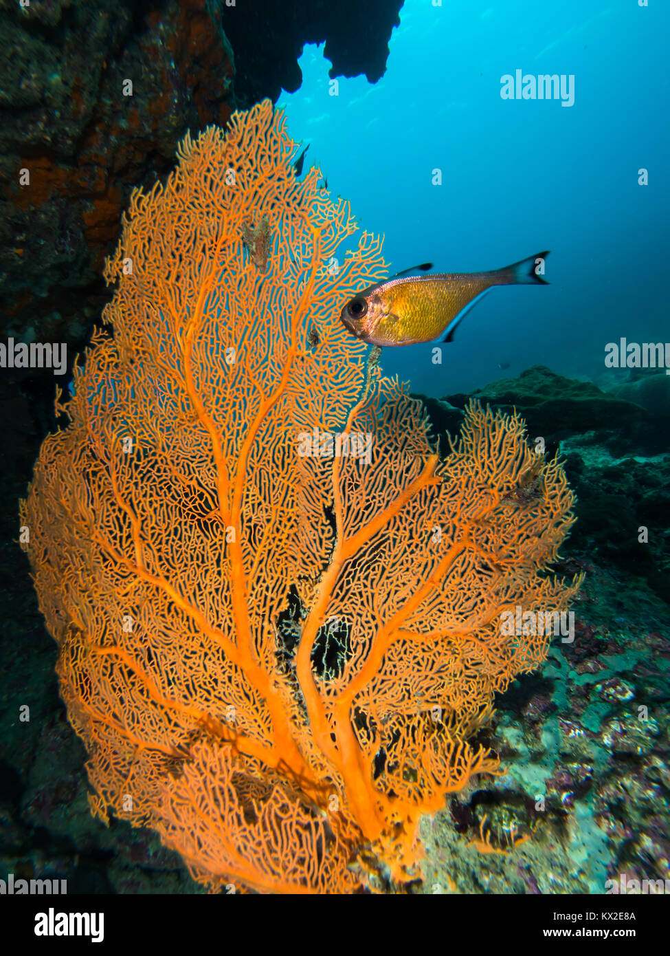 Cavesweeper hi-res stock photography and images - Alamy