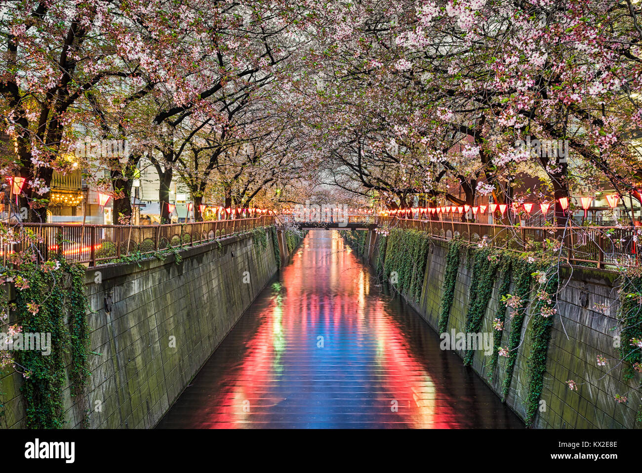 Cherry blossom trees at night in Tokyo, Japan Stock Photo - Alamy