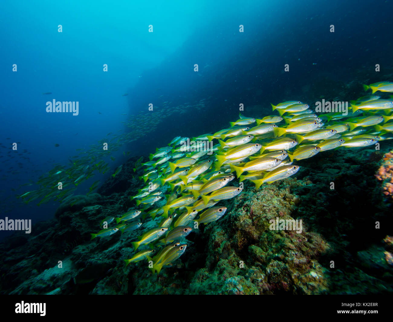 School of snappers hi-res stock photography and images - Alamy