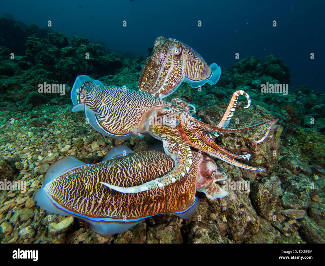 Cuttlefish pharaonis hi-res stock photography and images - Alamy