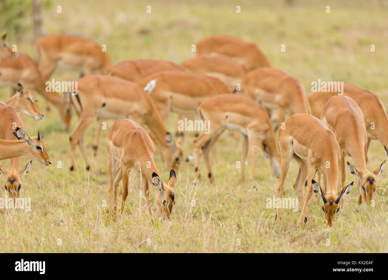 Closeup of a herd of Impala in the Serengeti National park, Tanzania ...