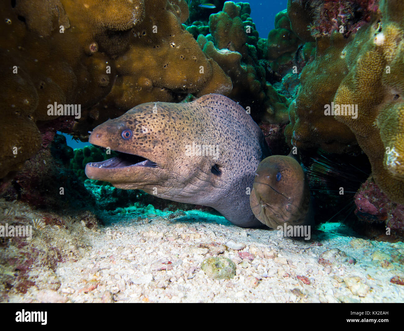 two moray eels sharing a burrow Stock Photo - Alamy