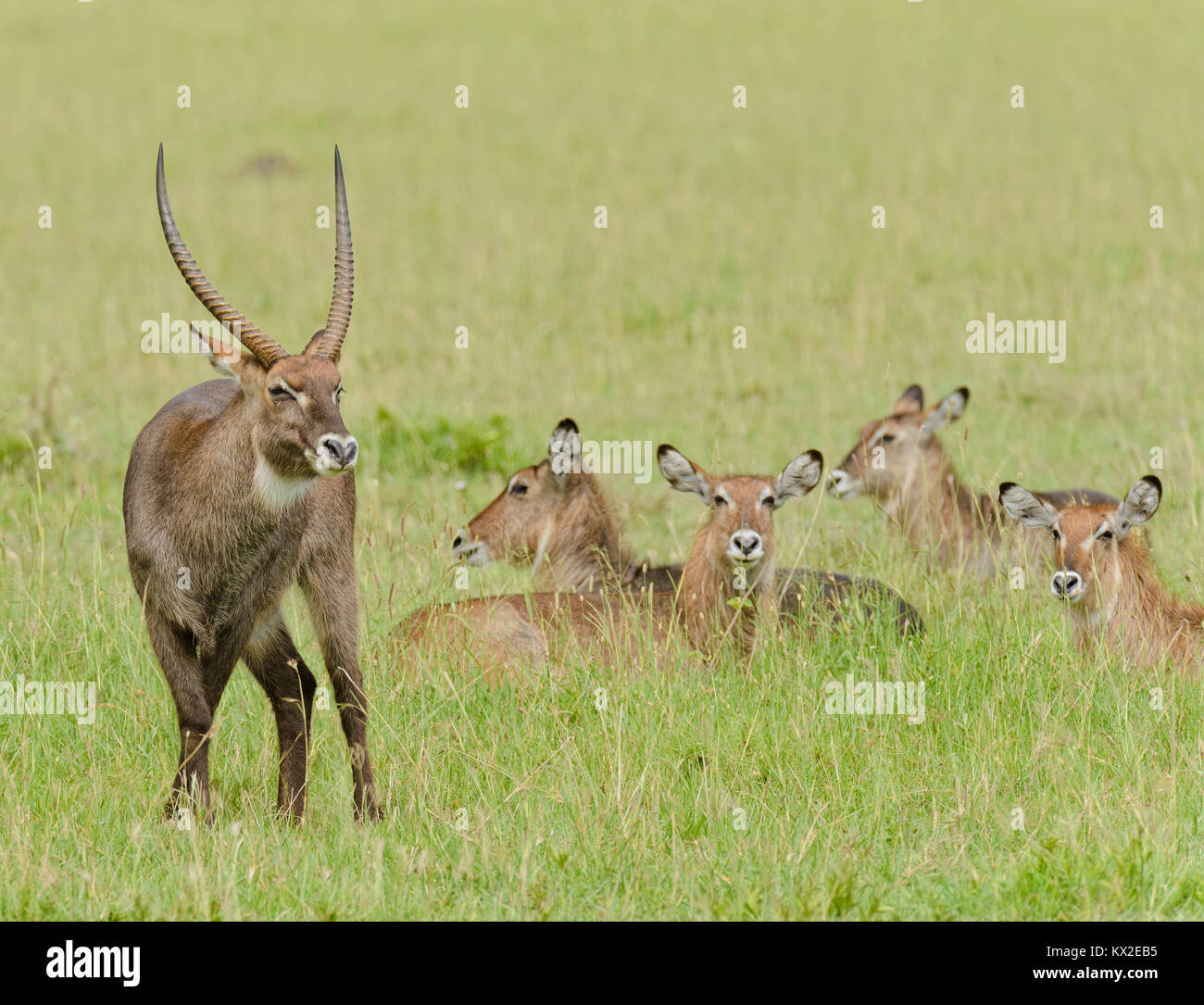 Closeup of Waterbuck (scientific name: Kobus ellipsiprymnus, or "Kuru ...