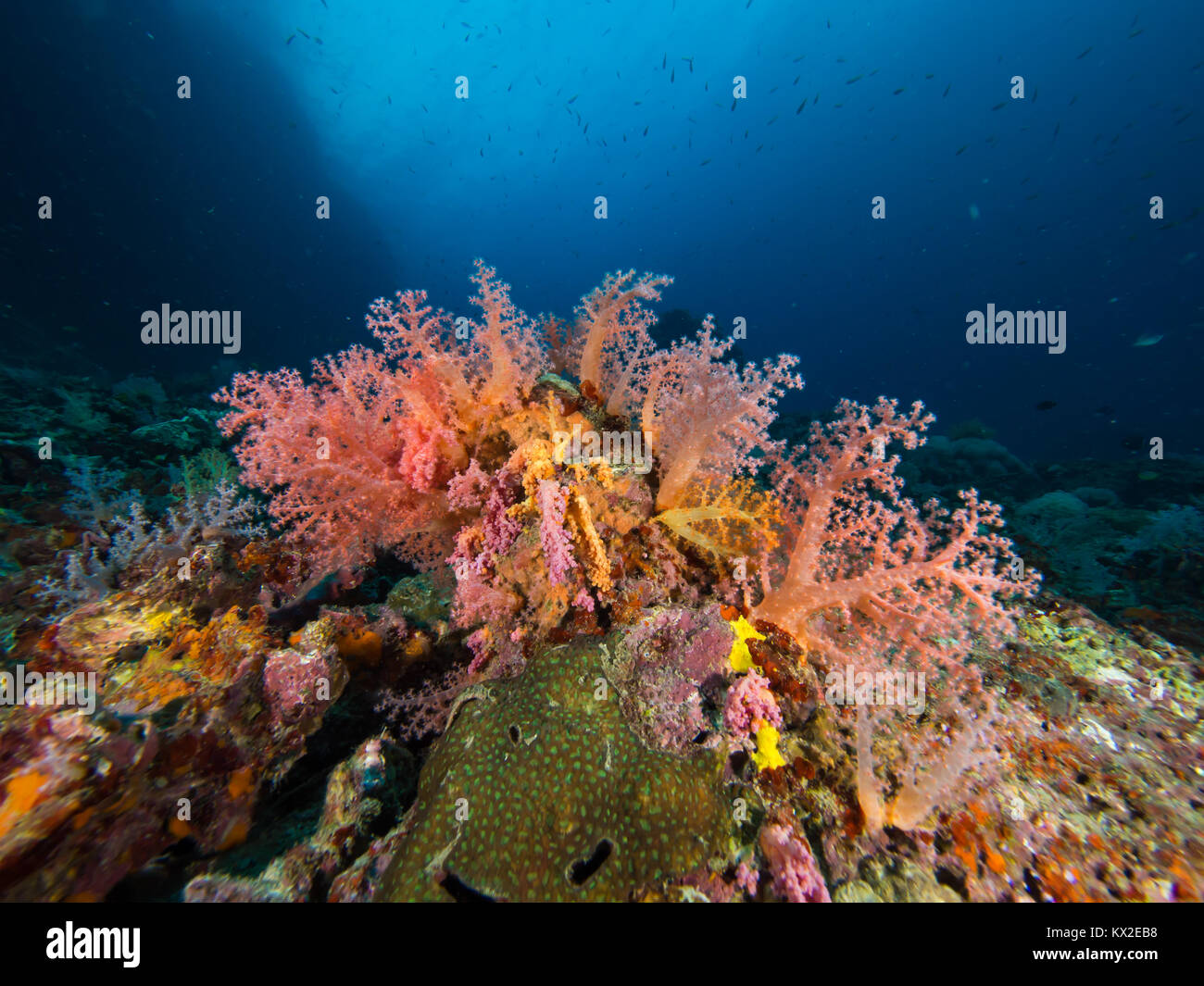Nephthea coral hi-res stock photography and images - Alamy