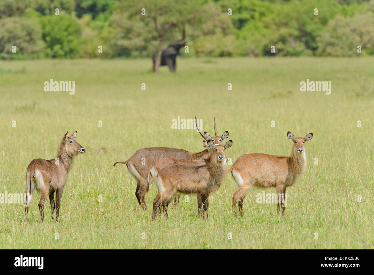 Closeup of Waterbuck (scientific name: Kobus ellipsiprymnus, or "Kuru ...