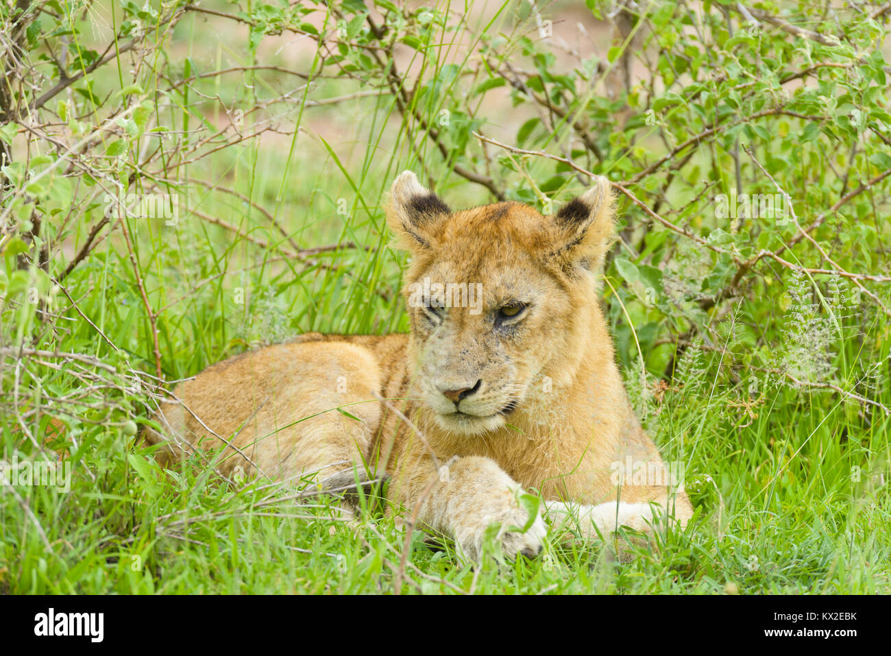 Closeup of a Lion cub in the rain (scientific name: Panthera leo, or ...