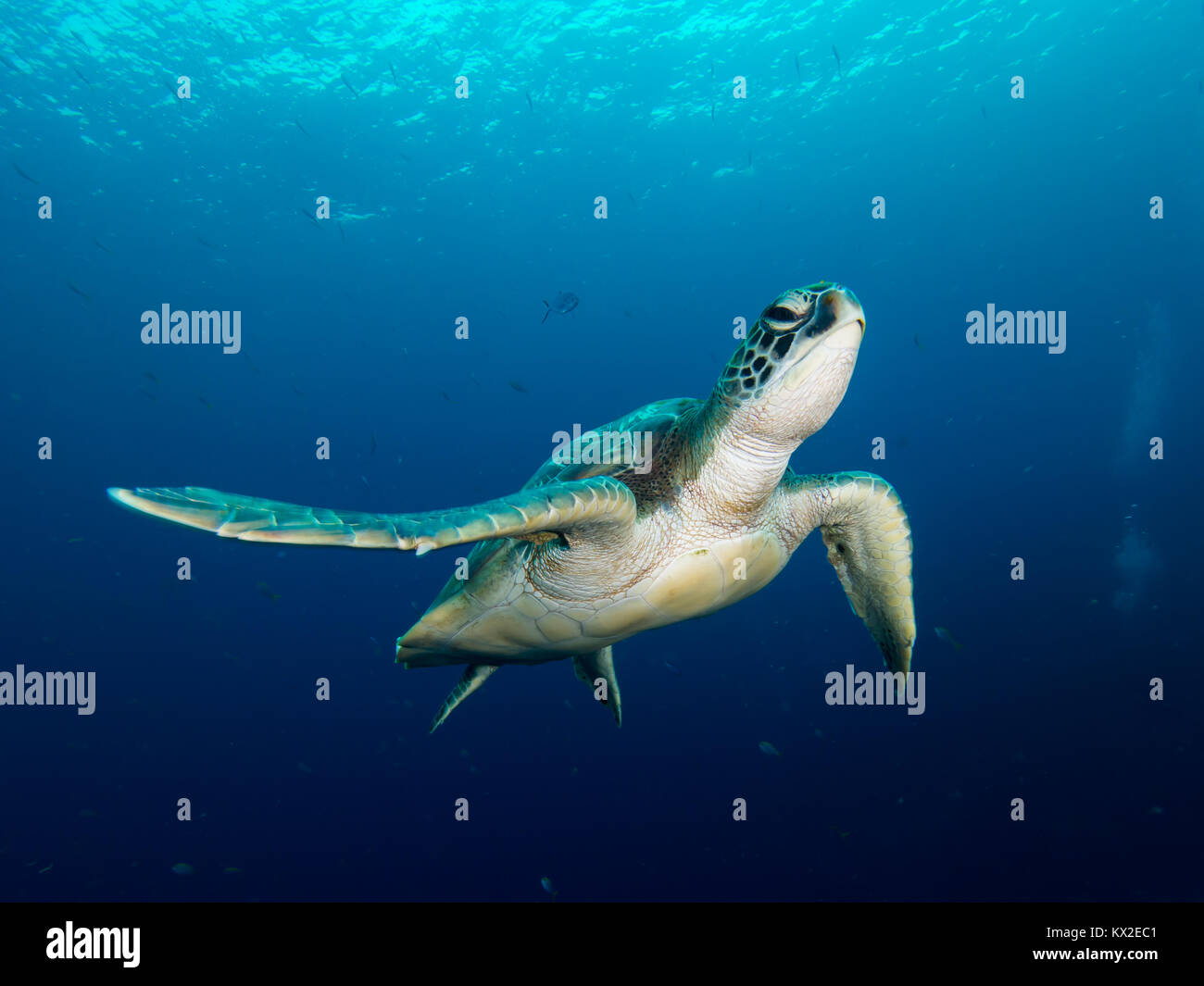 Green sea turtle swimming Stock Photo - Alamy