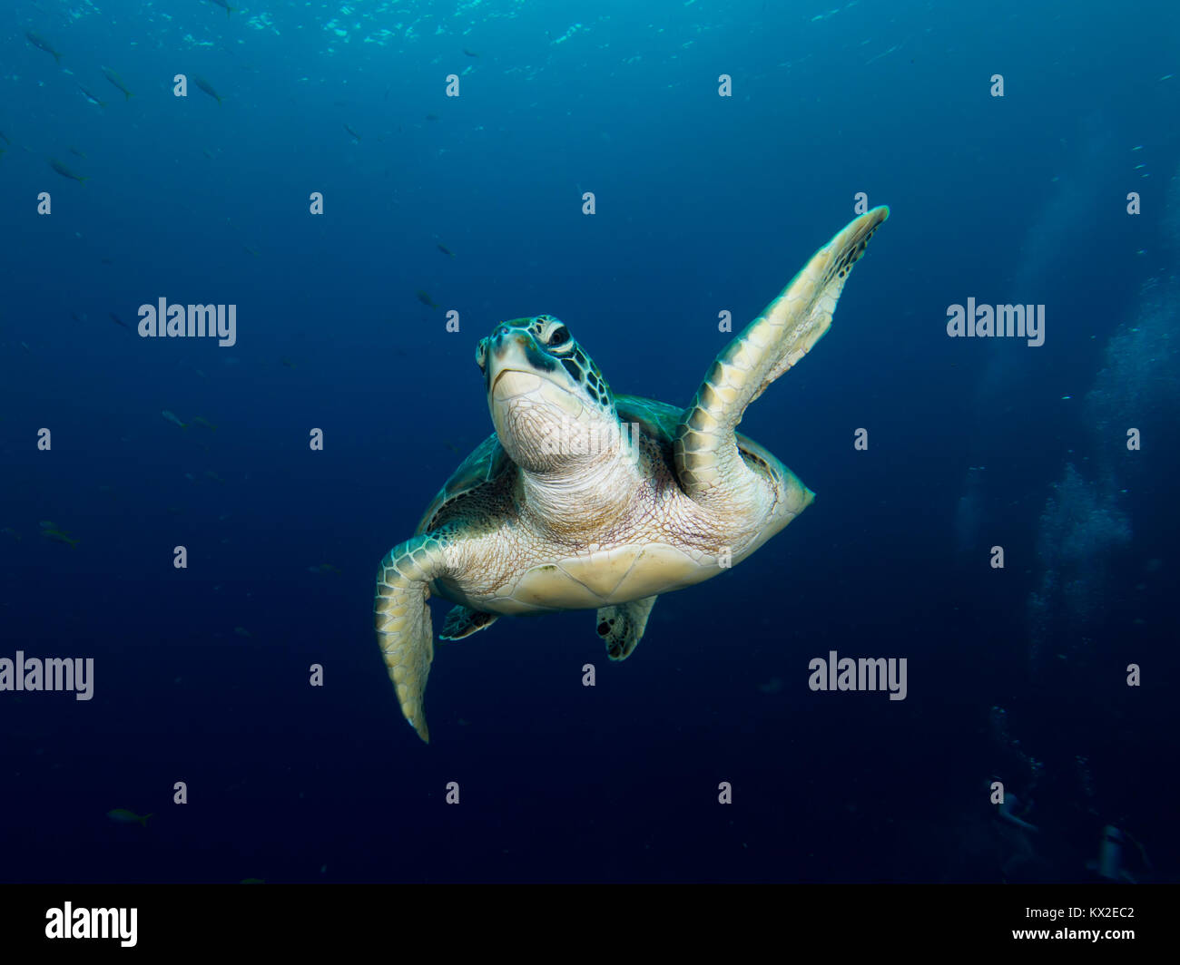 Green sea turtle swimming Stock Photo - Alamy