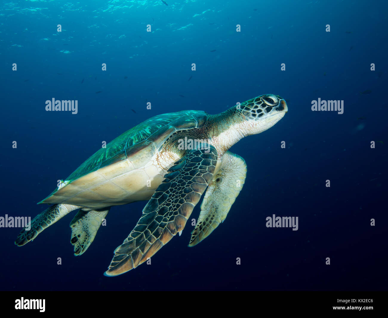 Green sea turtle swimming Stock Photo - Alamy