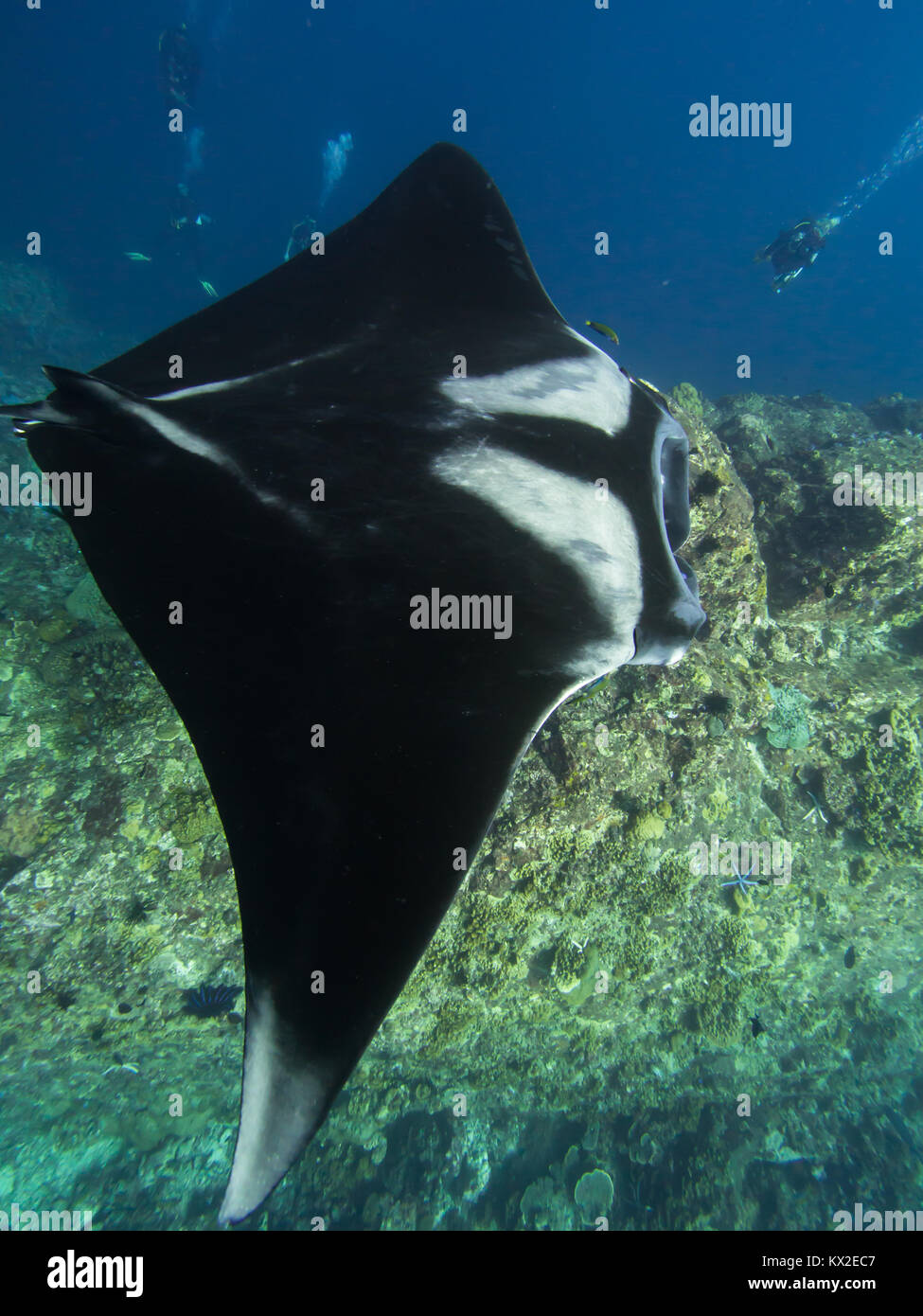 Manta ray from above Stock Photo - Alamy