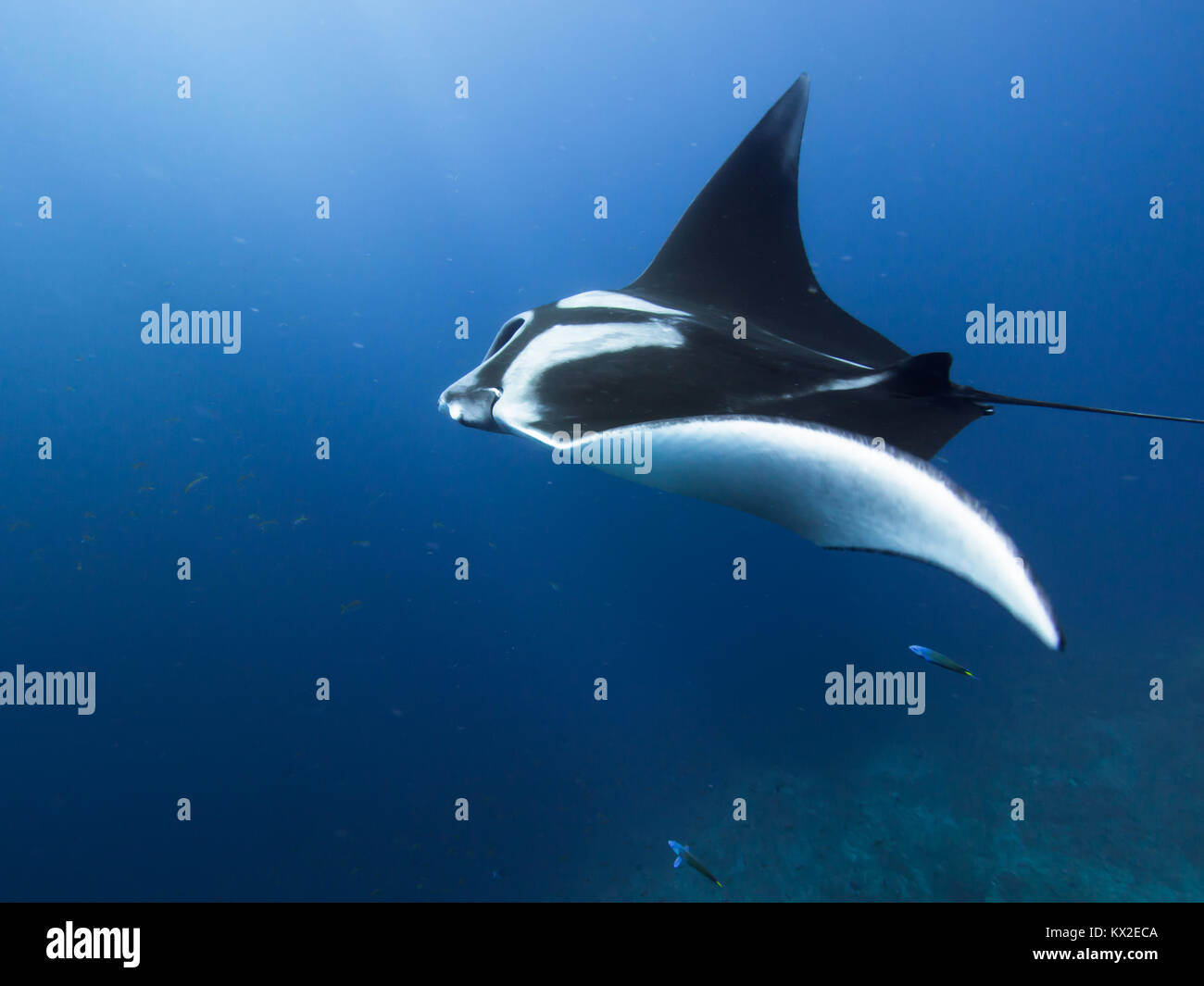 Manta ray from above Stock Photo - Alamy