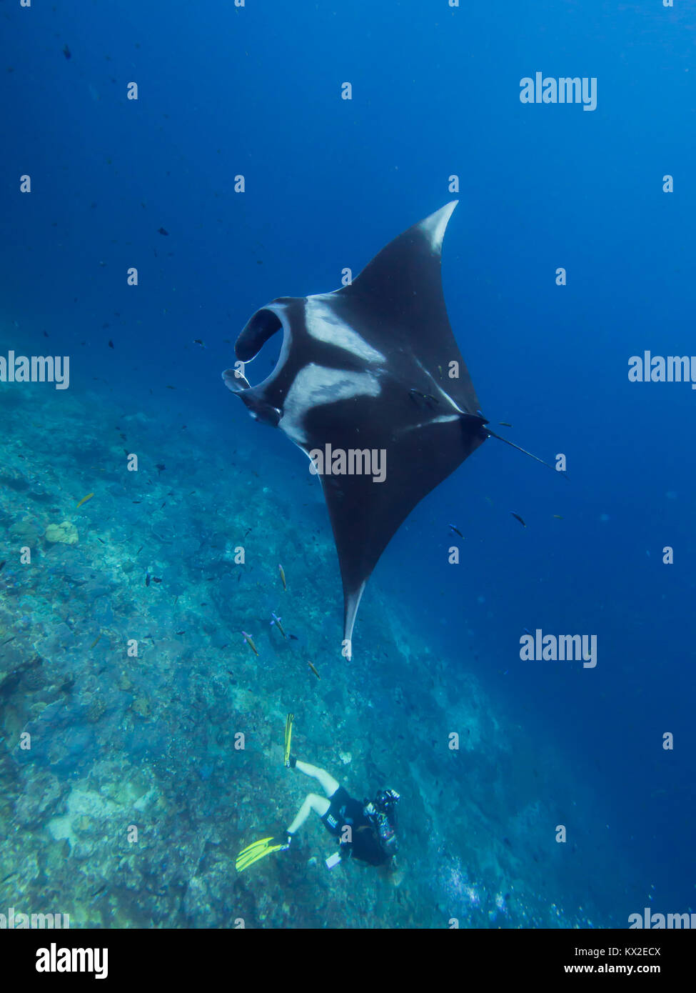 Manta ray from above Stock Photo - Alamy
