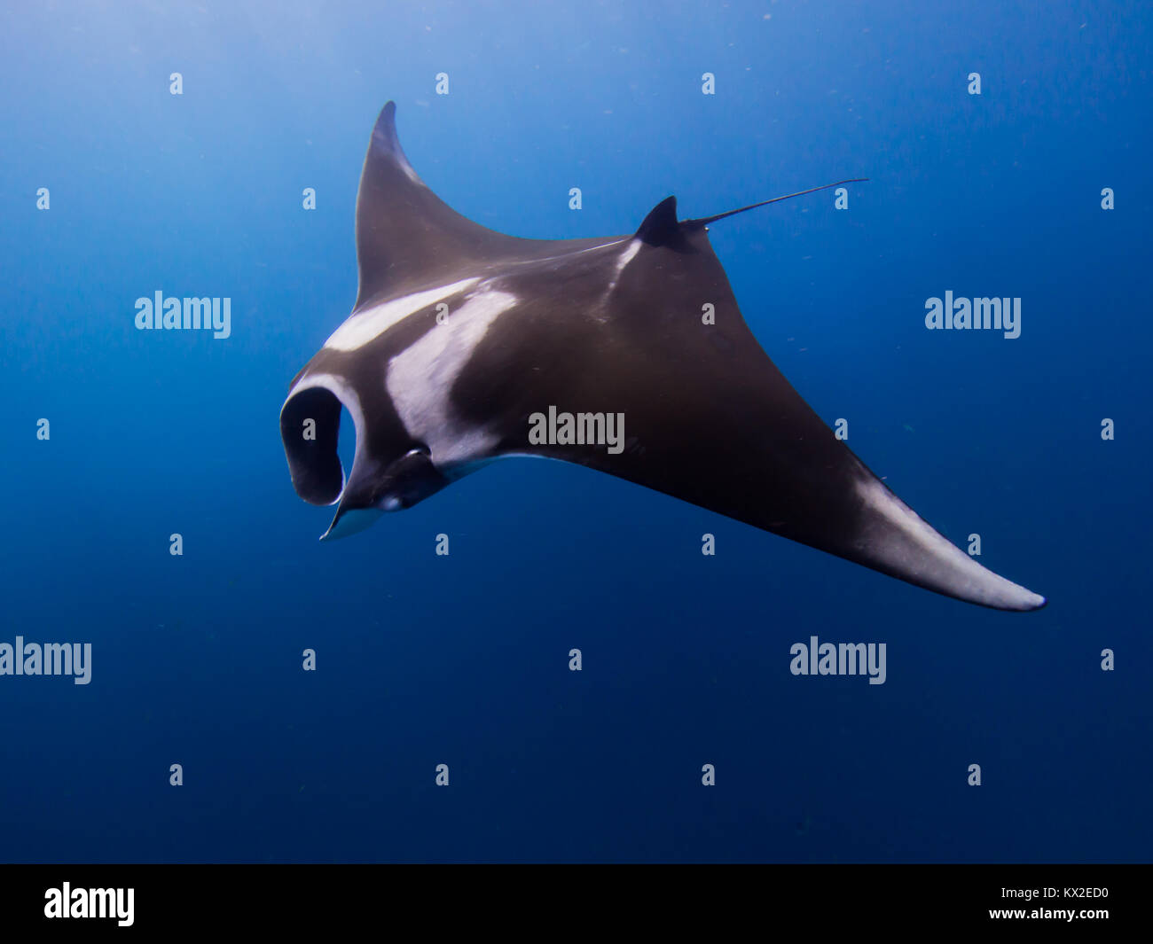 Manta ray from above Stock Photo - Alamy