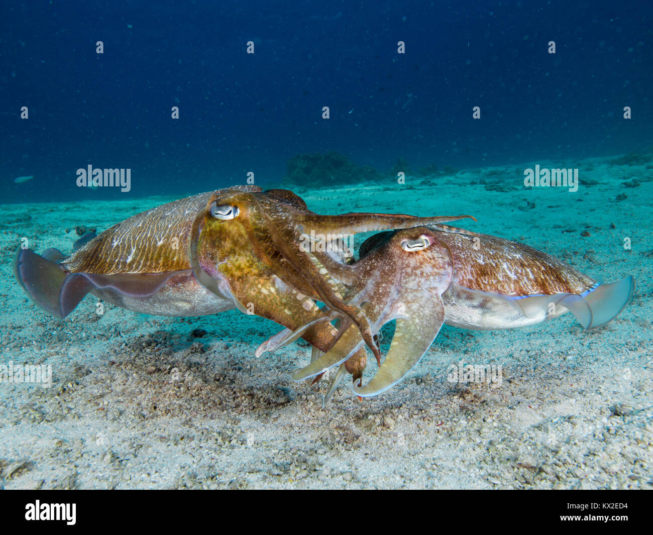 Pharaoh cuttlefish mating Stock Photo - Alamy