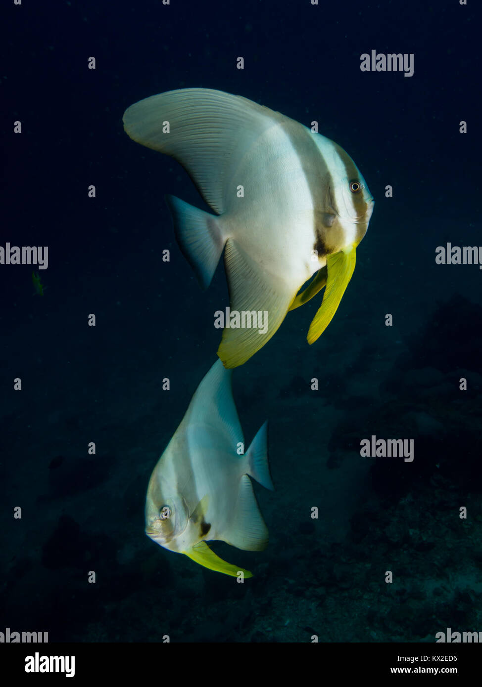 Longfin Spadefish High Resolution Stock Photography and Images - Alamy
