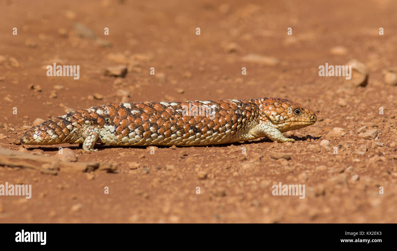 Tiliqua rugosus hi-res stock photography and images - Alamy
