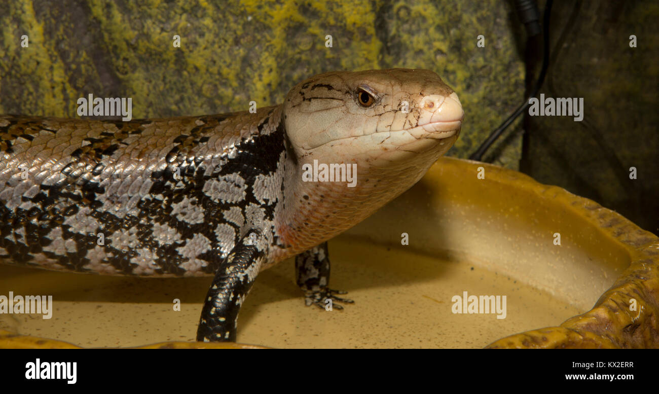 Lizard skeleton hi-res stock photography and images - Alamy