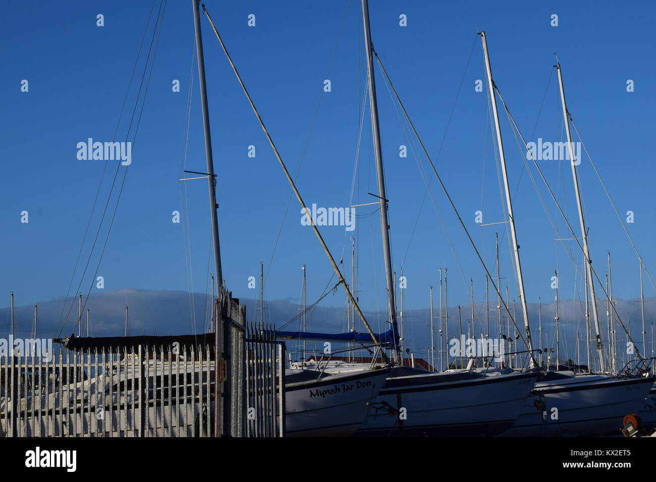 Firth of clyde marine life hi-res stock photography and images - Alamy