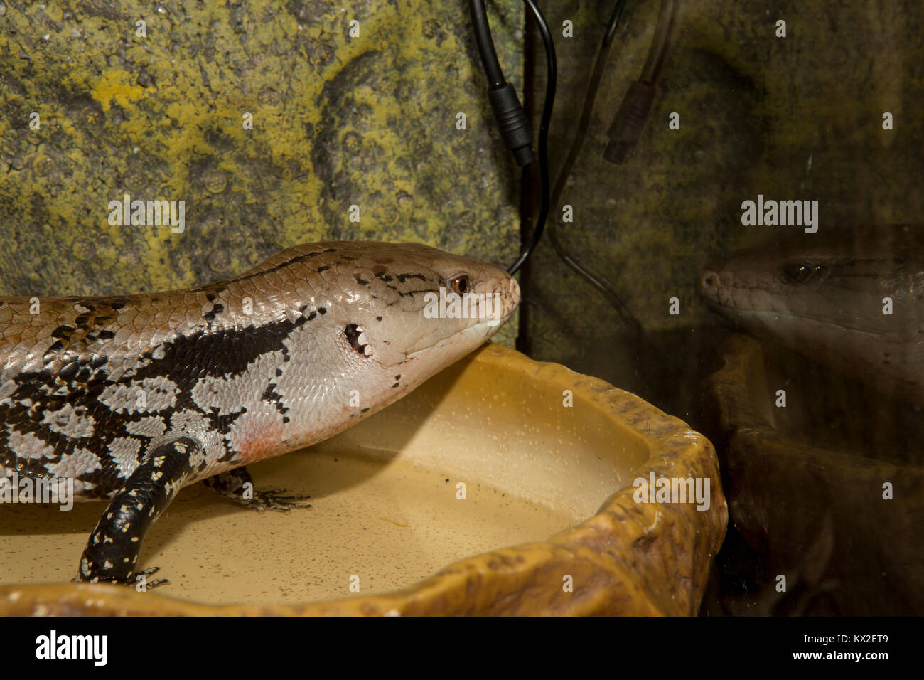 Australian Blue Tongued Skink, Tiliqua Scincoides Stock Photo - Alamy