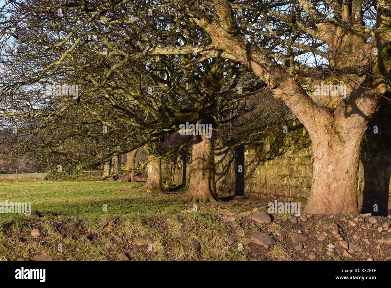 Leaveless Trees High Resolution Stock Photography and Images - Alamy