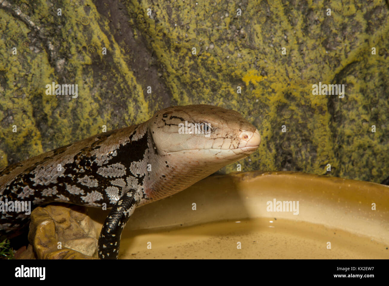 Australian Blue Tongued Skink, Tiliqua Scincoides Stock Photo - Alamy