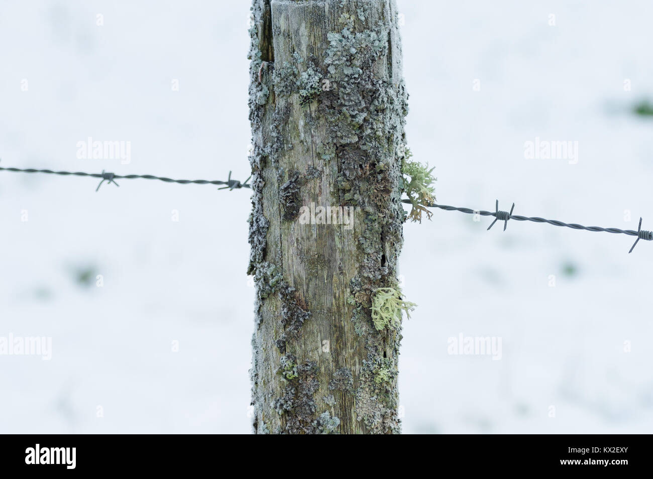 moss covered fence post with barb wire in winter Stock Photo - Alamy
