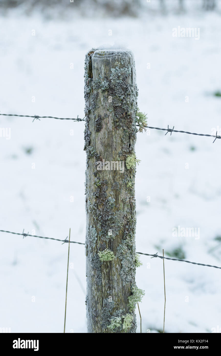 moss covered fence post with barb wire in winter Stock Photo - Alamy