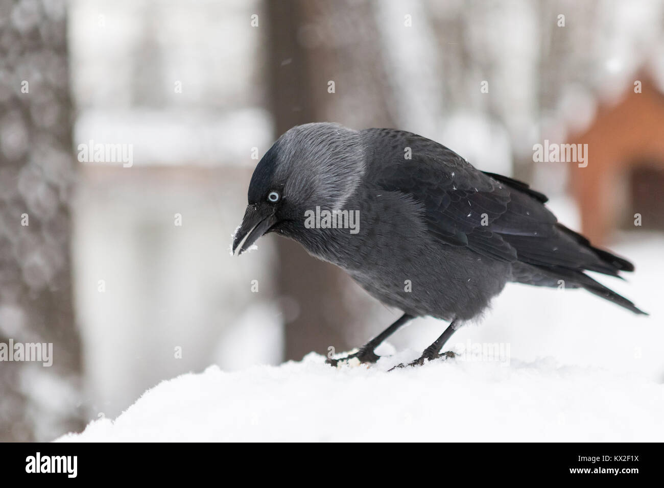 Raven photography hi-res stock photography and images - Alamy