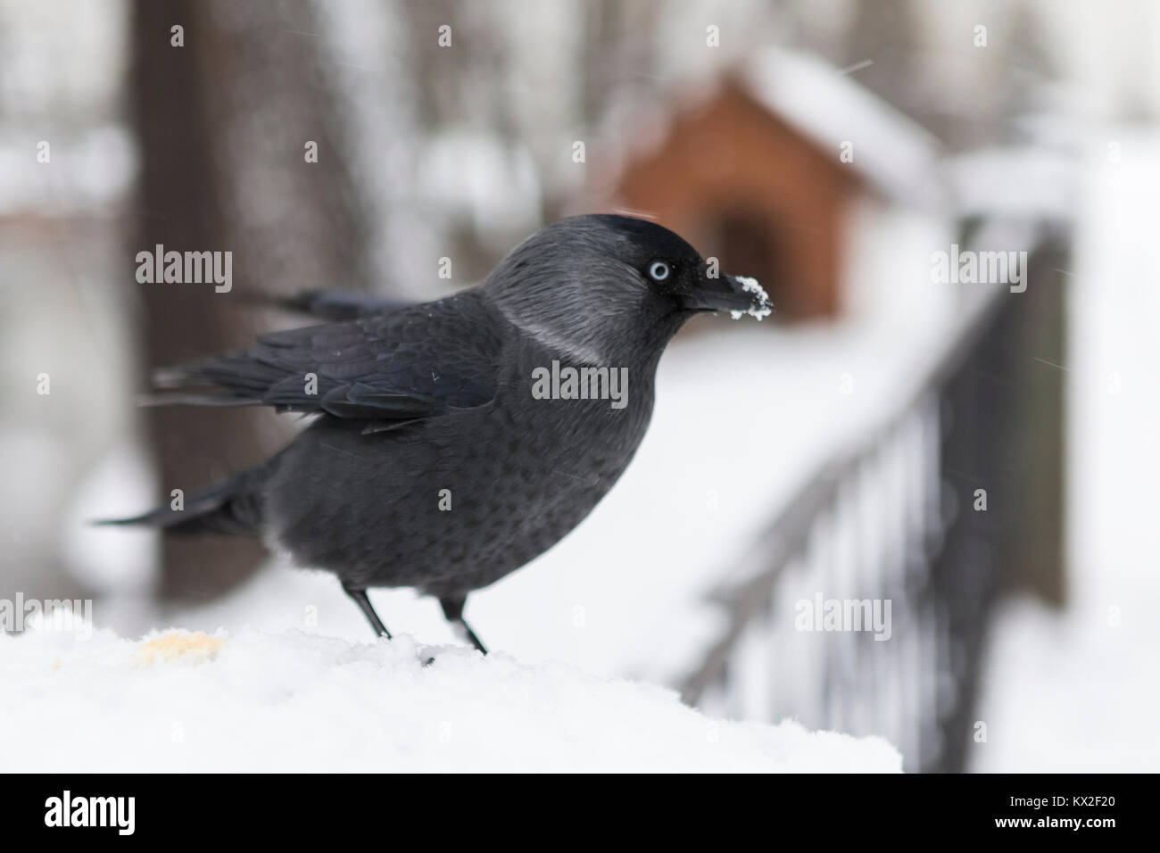 Young raven bird hi-res stock photography and images - Alamy