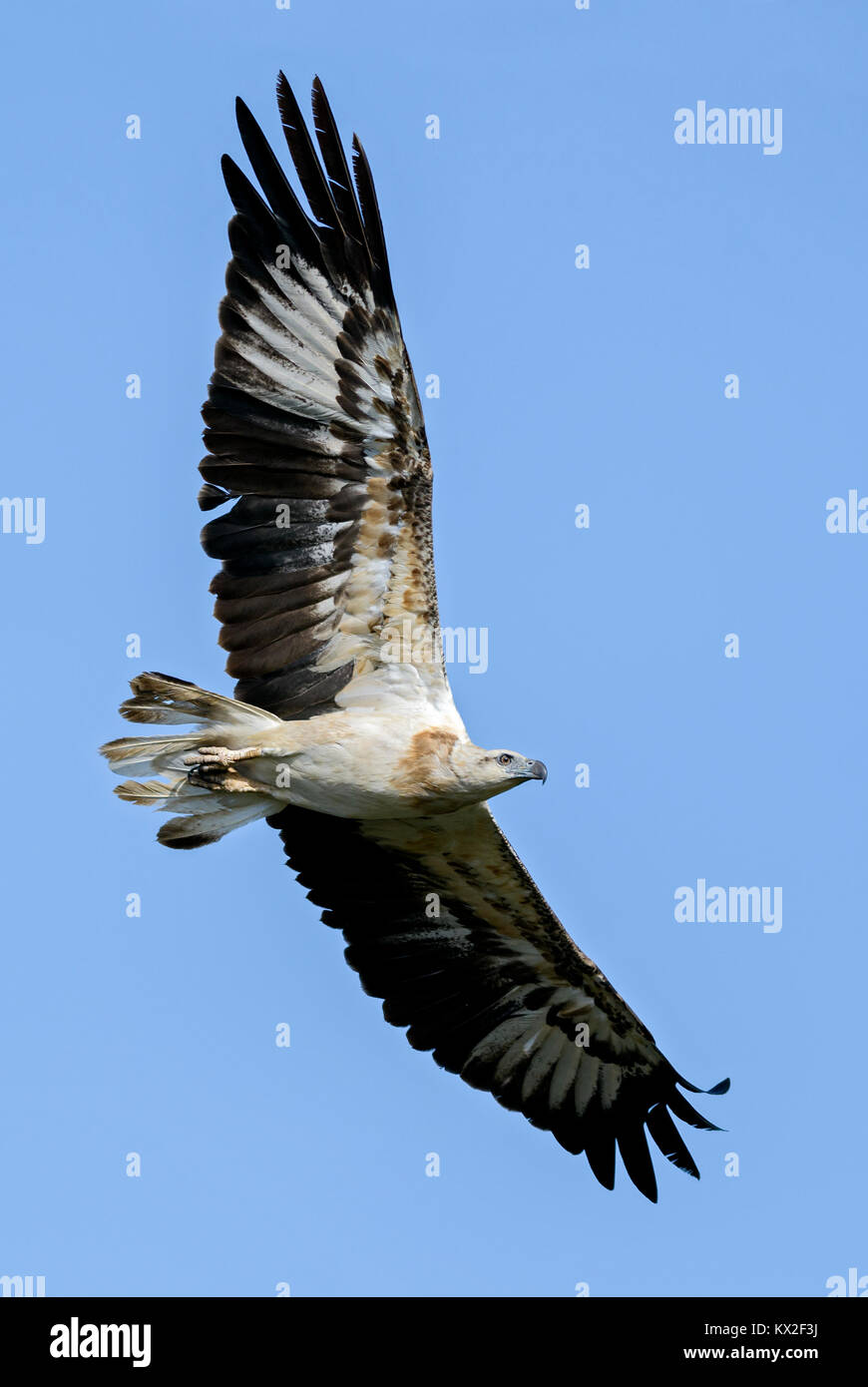 White-bellied Fish-eagle flying over the lake in Sri Lanka National ...