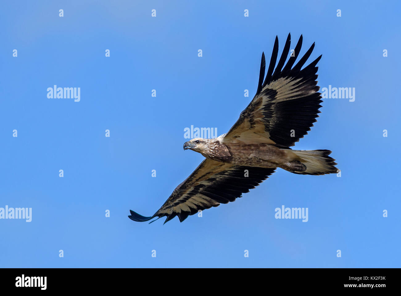 White-bellied Fish-eagle flying over the lake in Sri Lanka National ...