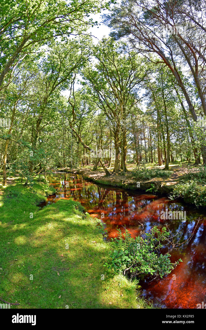 New Forest Stream in Hampshire England Stock Photo - Alamy