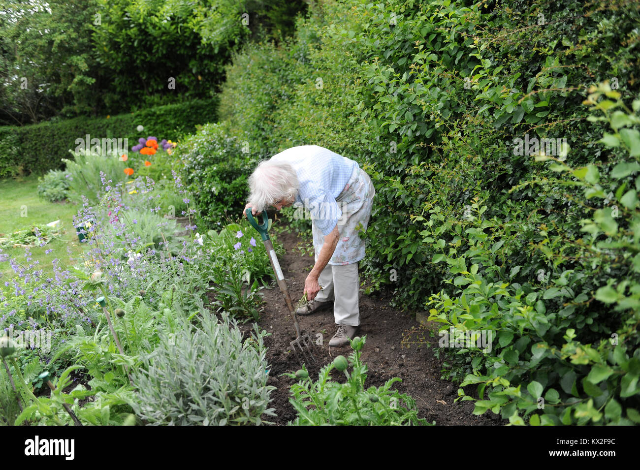 Elderly lady gardening in her family garden at home in North Yorkshire ...