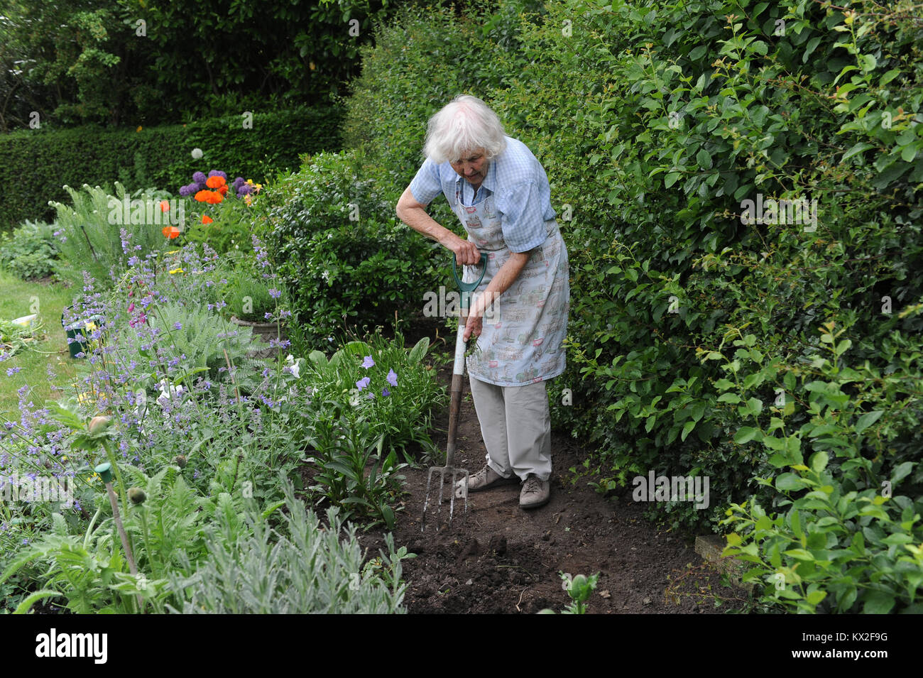 Elderly lady gardening in her family garden at home in North Yorkshire ...