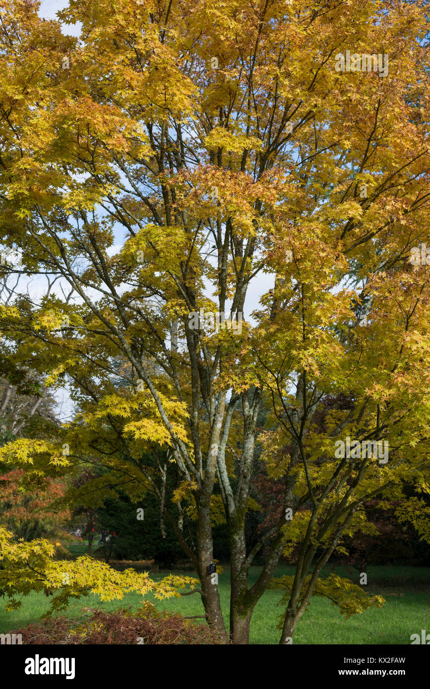 Acers japanese maple hi-res stock photography and images - Alamy