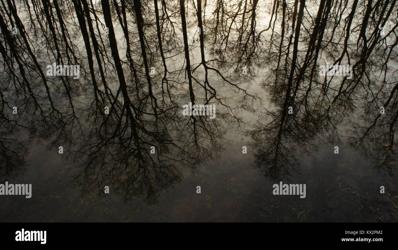 Winter in the forest. Reflection of pines in an open bog and ripples in ...