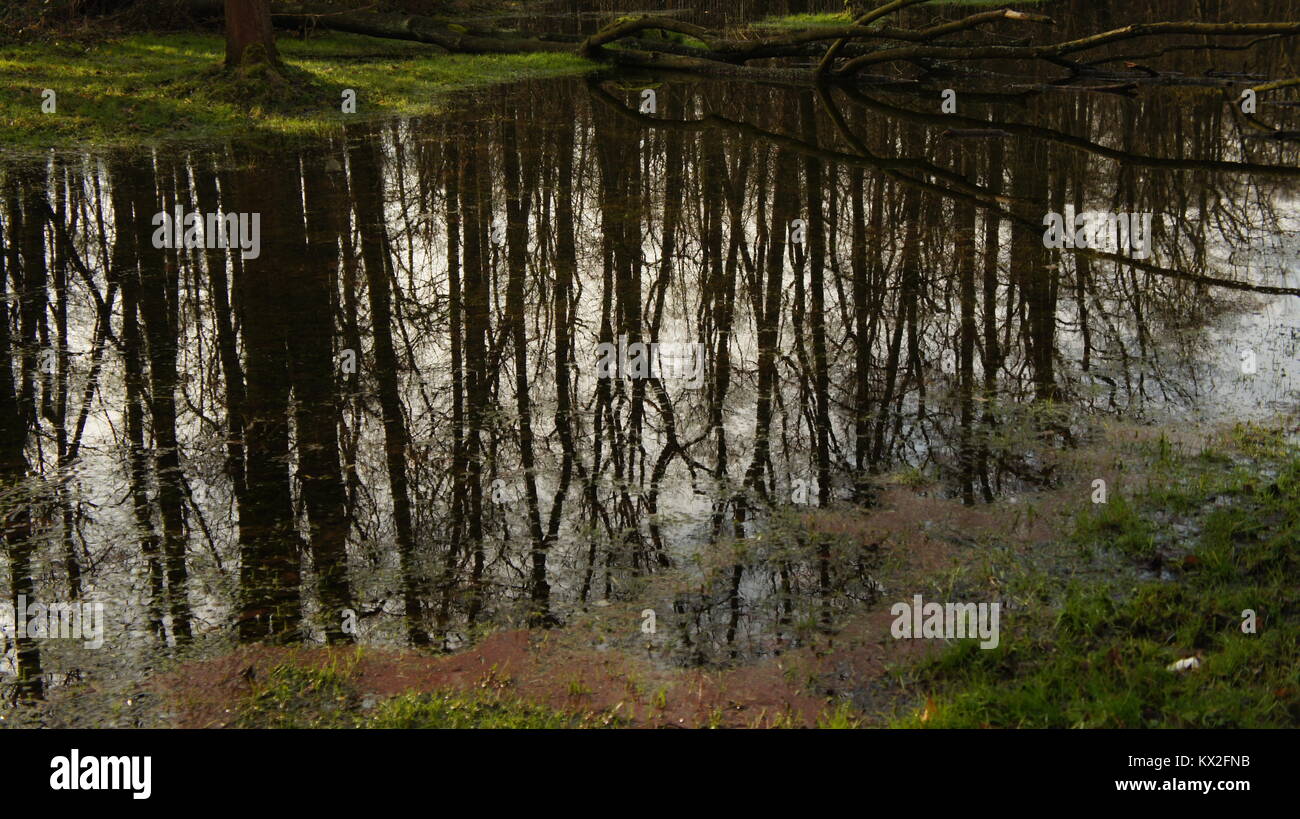 Winter in the forest. Reflection of pines in an open bog and ripples in ...