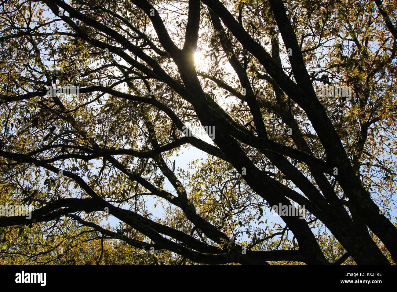 Sun through the trees Stock Photo - Alamy