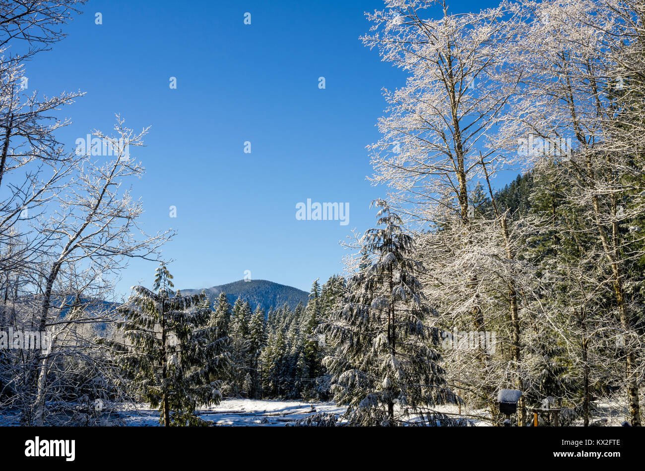 Winter scene with ice covered tree branches in the Mt Hood National ...