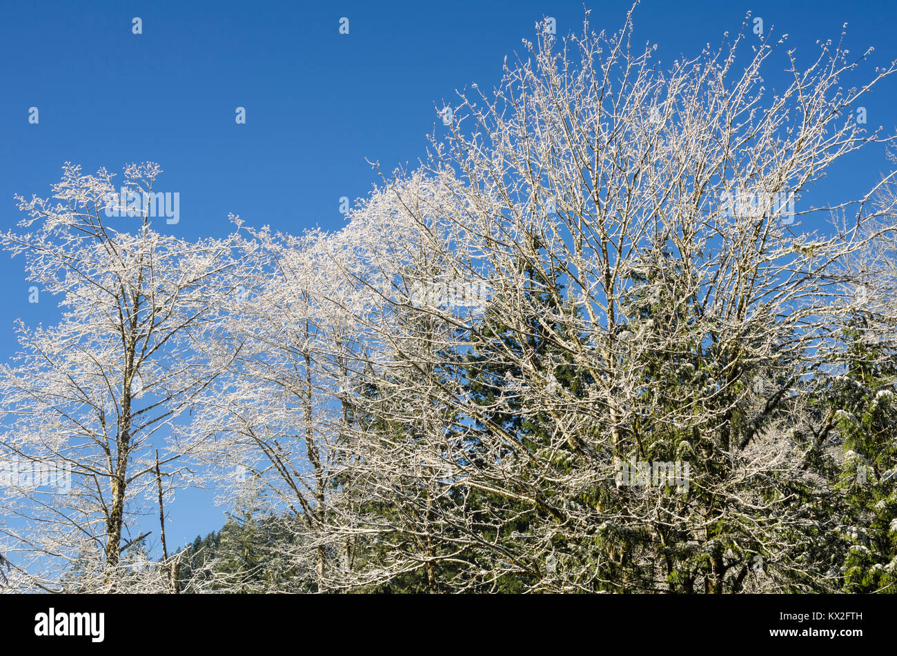 Alder trees in winter hi-res stock photography and images - Alamy